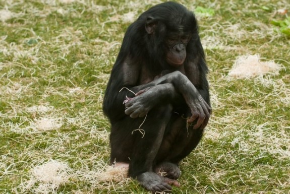 TWYCROSS ZOO ANOUNCES BIRTH OF A BABY BONOBO – Pukaar News • Leicester ...