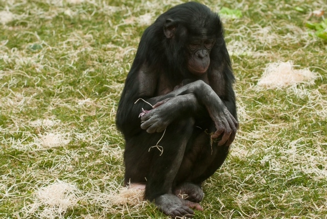 TWYCROSS ZOO ANOUNCES BIRTH OF A BABY BONOBO – Pukaar News • Leicester ...