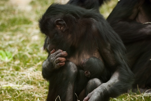 TWYCROSS ZOO ANOUNCES BIRTH OF A BABY BONOBO – Pukaar News • Leicester ...
